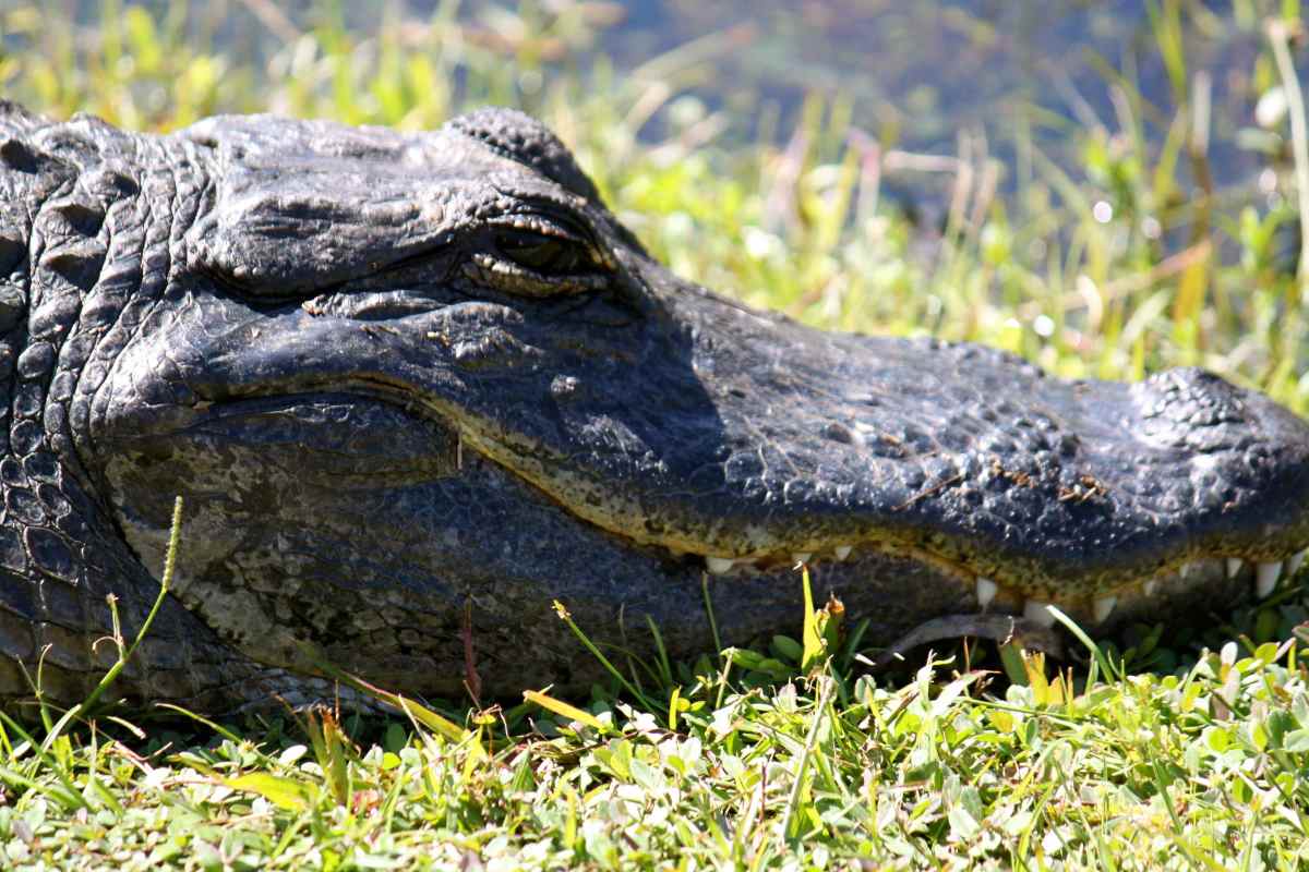 Gators! | Lose Weight and Gain Health